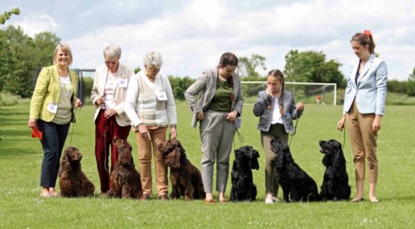The Field Spaniel Society – Founded 1923