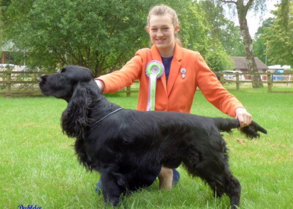 The Field Spaniel Society – Founded 1923