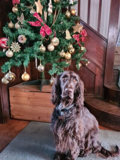 The Field Spaniel Society – Founded 1923