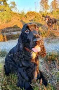 The Field Spaniel Society – Founded 1923