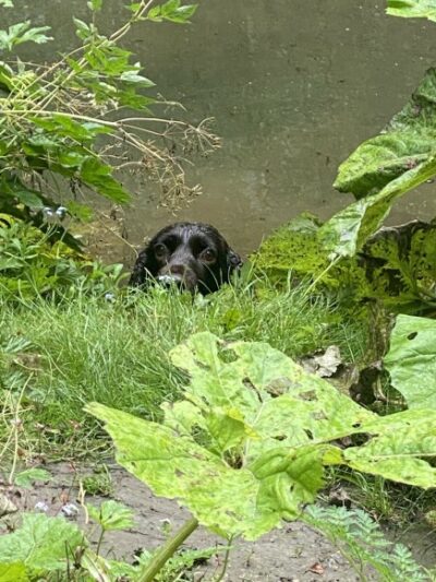 The Field Spaniel Society – Founded 1923
