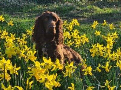 The Field Spaniel Society – Founded 1923