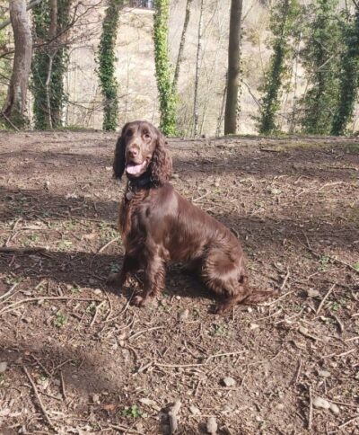 The Field Spaniel Society – Founded 1923