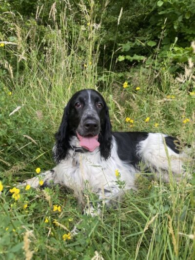 The Field Spaniel Society – Founded 1923