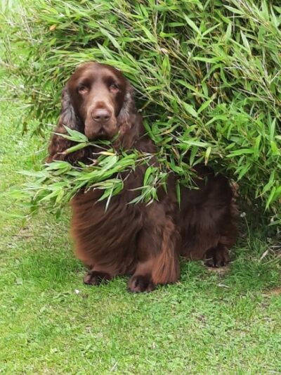The Field Spaniel Society – Founded 1923