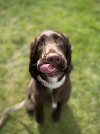 The Field Spaniel Society – Founded 1923