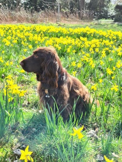 The Field Spaniel Society – Founded 1923