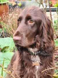 The Field Spaniel Society – Founded 1923