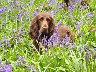 The Field Spaniel Society – Founded 1923