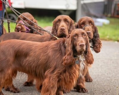 The Field Spaniel Society – Founded 1923