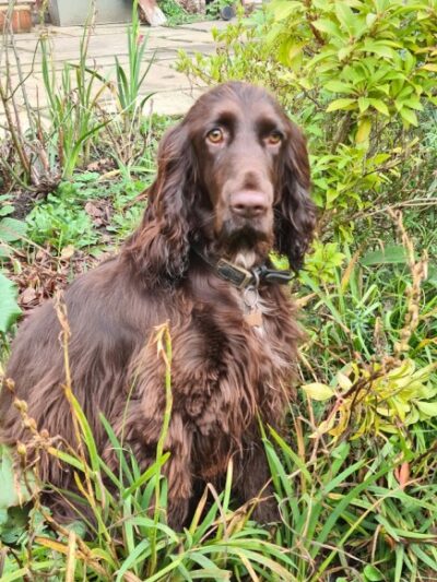 The Field Spaniel Society – Founded 1923