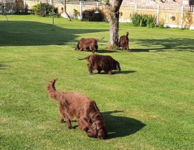 The Field Spaniel Society – Founded 1923