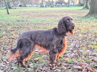 The Field Spaniel Society – Founded 1923