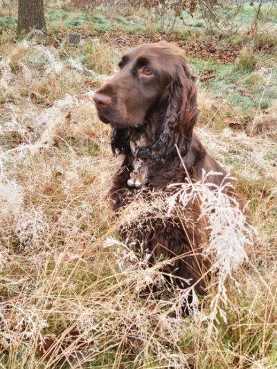 The Field Spaniel Society – Founded 1923