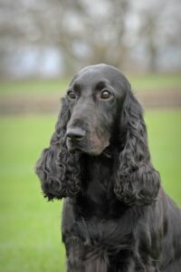 The Field Spaniel Society – Founded 1923