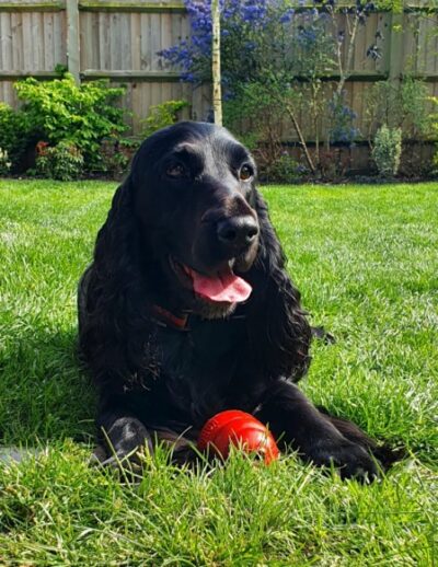 The Field Spaniel Society – Founded 1923