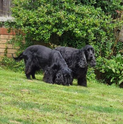 The Field Spaniel Society – Founded 1923