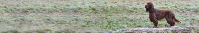 Field Spaniel – The Field Spaniel Society