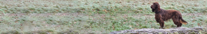 Field Spaniel – The Field Spaniel Society