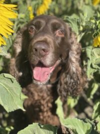 The Field Spaniel Society – Founded 1923