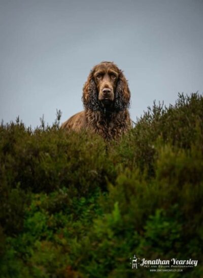 The Field Spaniel Society – Founded 1923