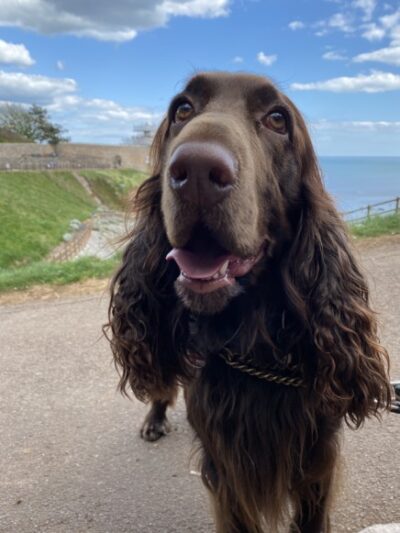 The Field Spaniel Society – Founded 1923