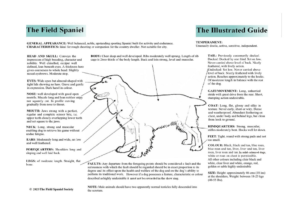 Field Spaniel – The Field Spaniel Society