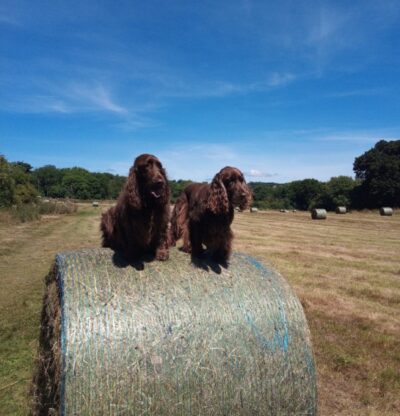 The Field Spaniel Society – Founded 1923