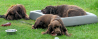 Field Spaniel – The Field Spaniel Society