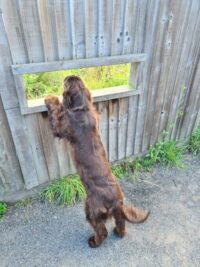 The Field Spaniel Society – Founded 1923
