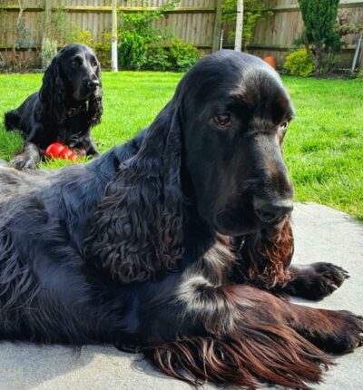 The Field Spaniel Society – Founded 1923