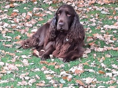 The Field Spaniel Society – Founded 1923