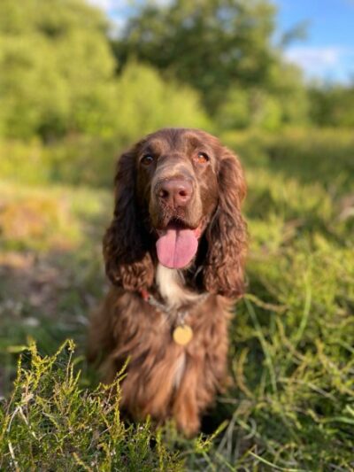 The Field Spaniel Society – Founded 1923