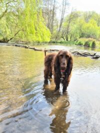 The Field Spaniel Society – Founded 1923