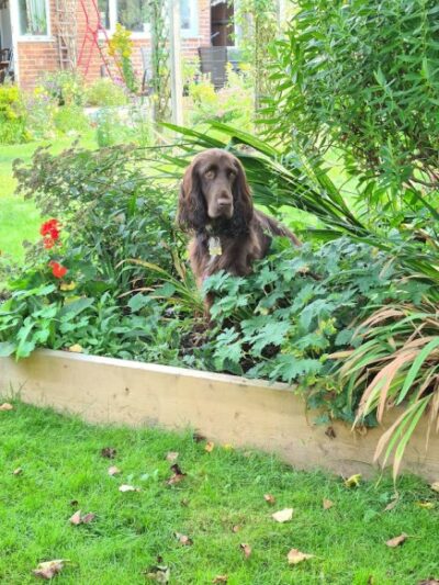 The Field Spaniel Society – Founded 1923