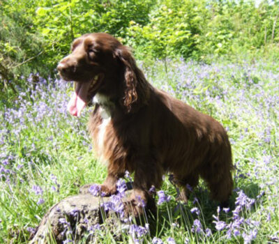 Field Spaniel – The Field Spaniel Society